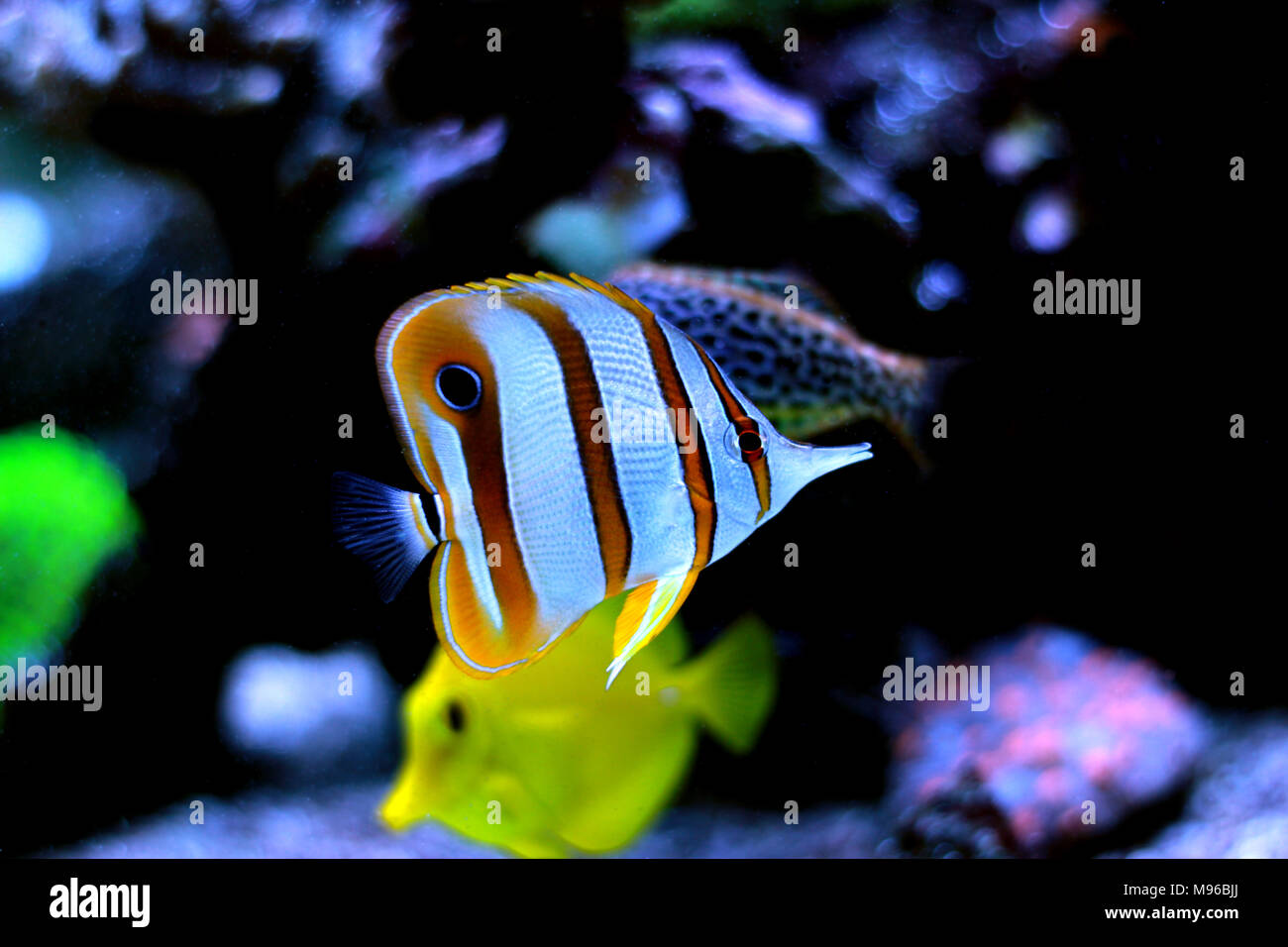 Copperband butterfly fish swim in coral reef aquarium tank Stock Photo ...