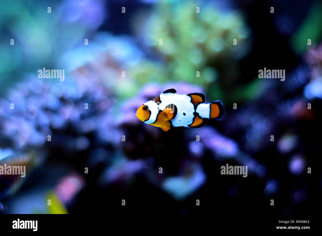 Clownfish the most popular saltwater fish in aquariums Stock Photo - Alamy
