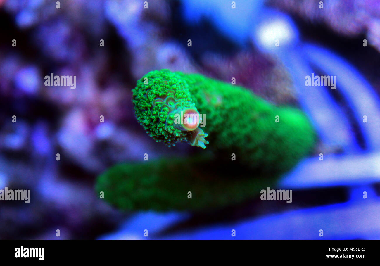 Green Acropora SPS coral under moonlight Stock Photo - Alamy