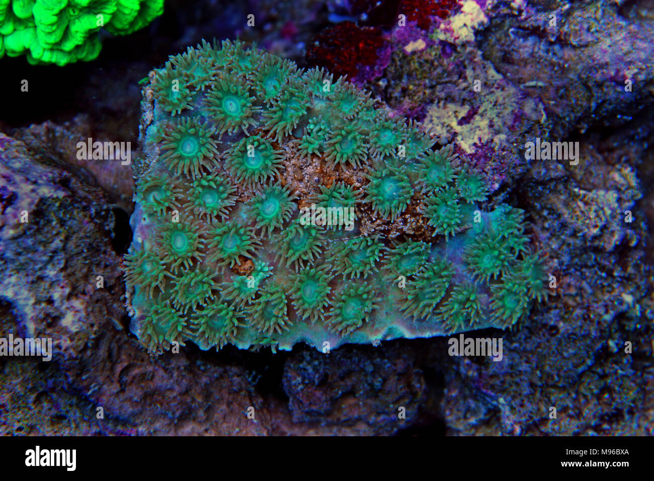 Montipora Candy Cap Coral, - (Montipora sp Stock Photo - Alamy