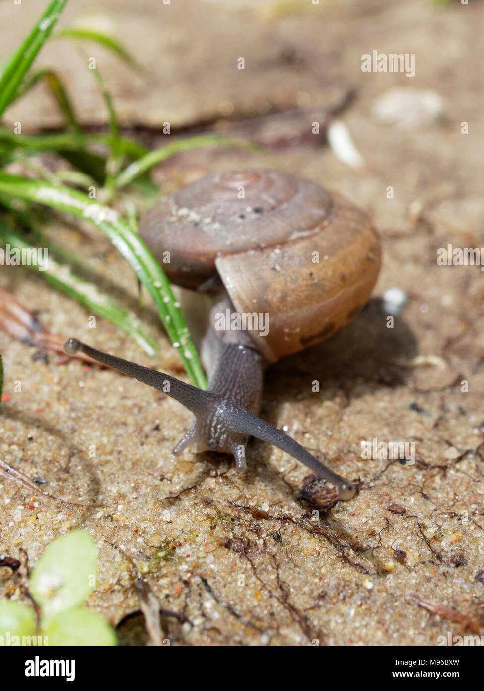 Snail slime hi-res stock photography and images - Alamy