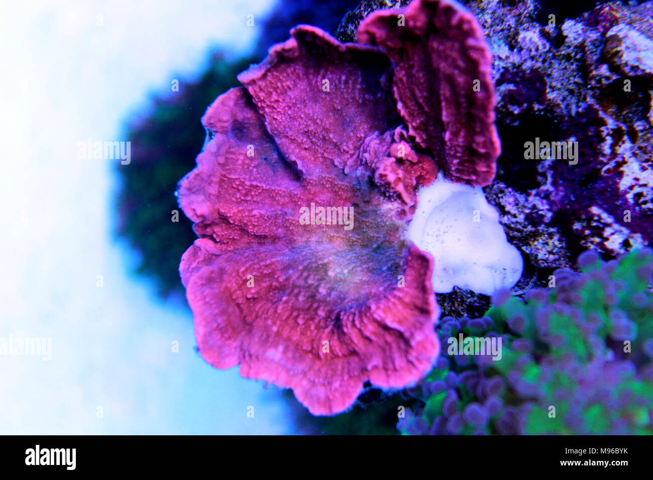 Montipora Candy Cap Coral, - (Montipora sp Stock Photo - Alamy