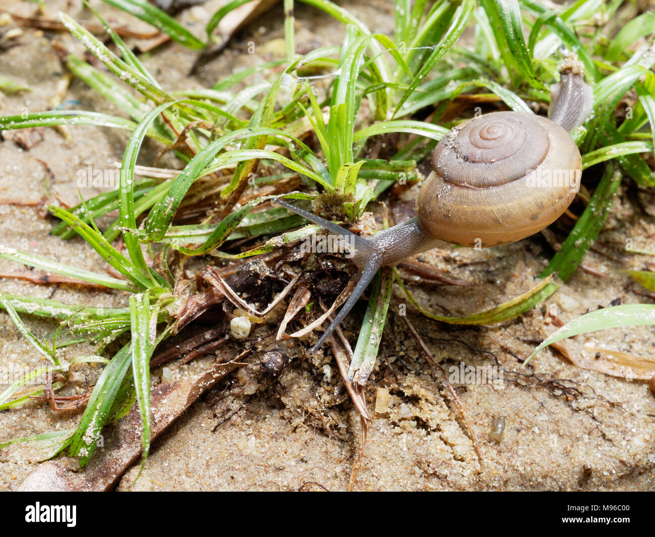 Snail slime hi-res stock photography and images - Alamy