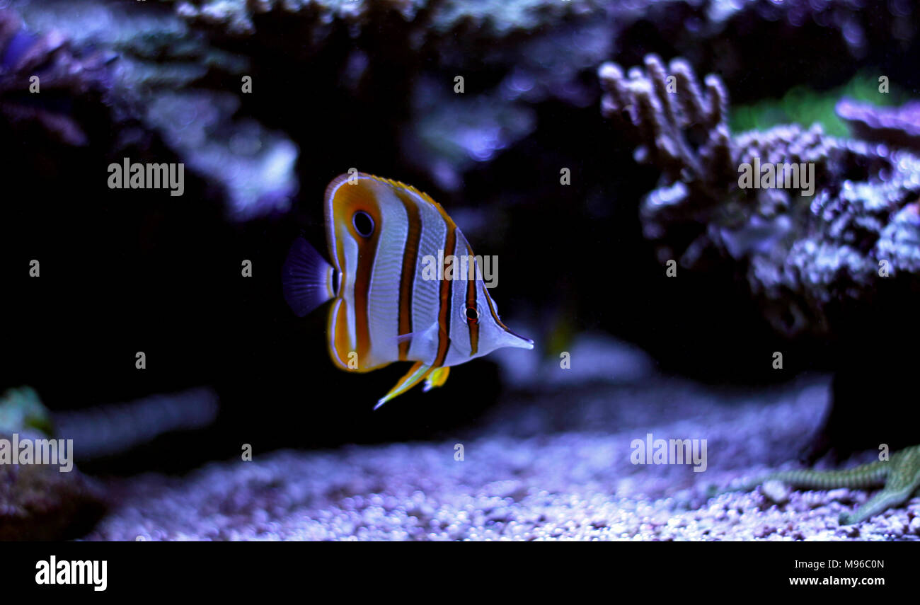 Copperband butterfly fish swim in coral reef aquarium tank Stock Photo ...
