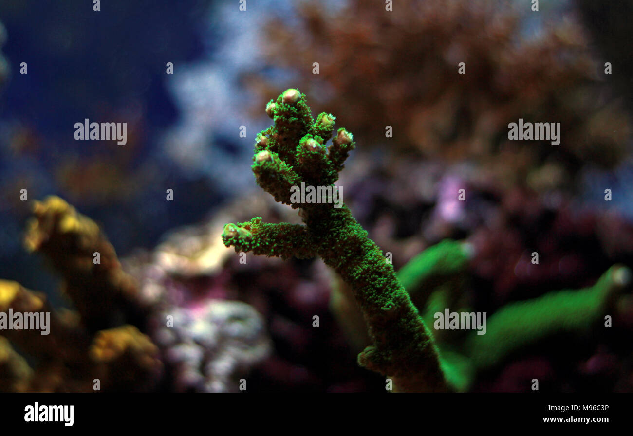 Green Acropora SPS coral under moonlight Stock Photo - Alamy