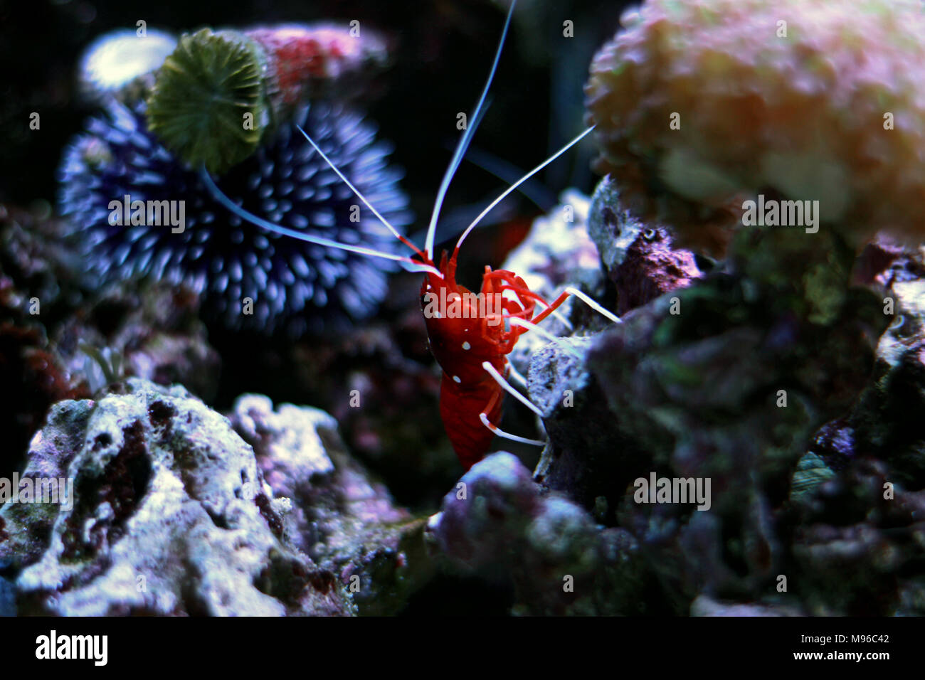 Blood cleaner hi-res stock photography and images - Alamy