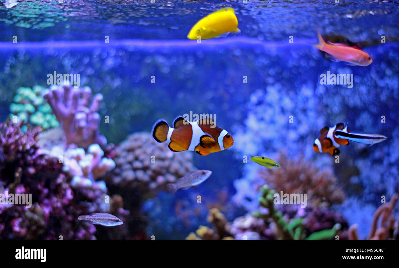 Saltwater fish hi-res stock photography and images - Alamy