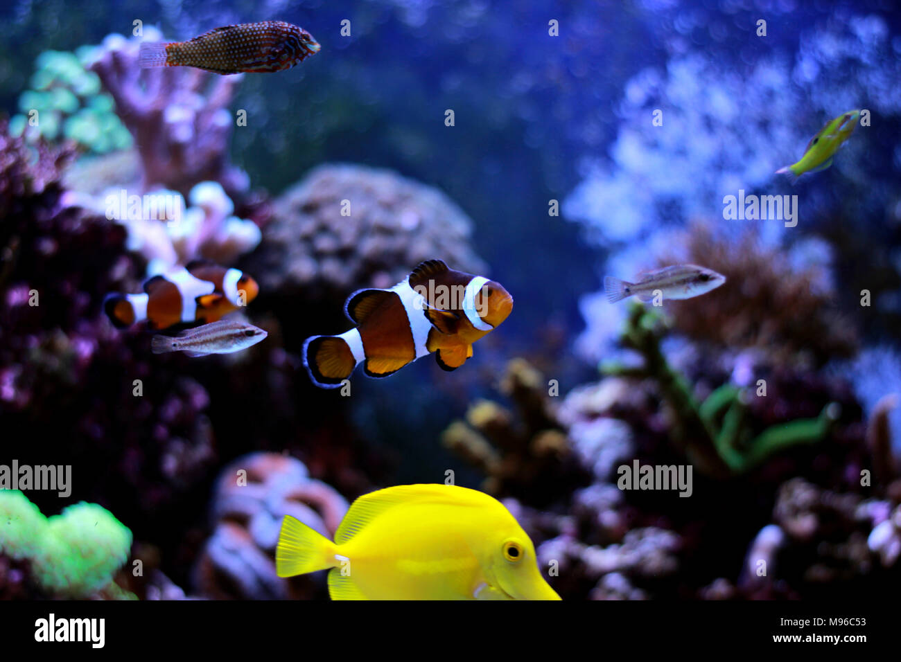 Clownfish the most popular saltwater fish in aquariums Stock Photo - Alamy