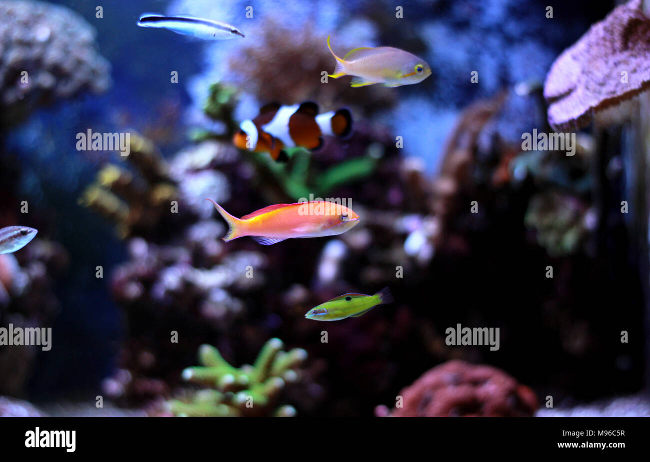 Amazing colorful saltwater Coral Reef Aquarium Tank Stock Photo - Alamy
