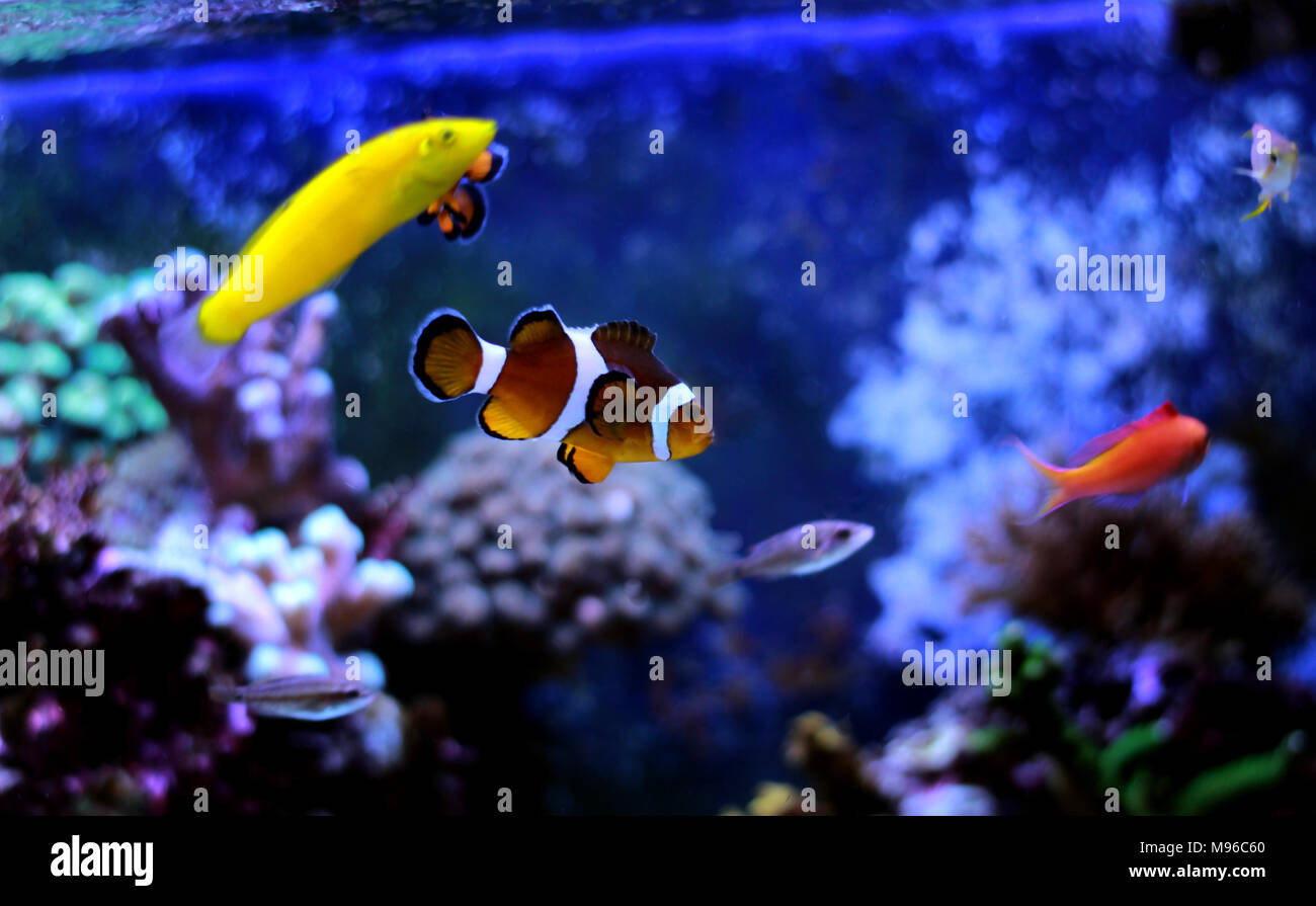 Clownfish the most popular saltwater fish in aquariums Stock Photo - Alamy