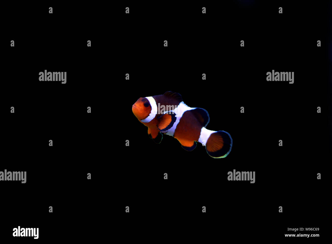 Clownfish the most popular saltwater fish in aquariums Stock Photo - Alamy