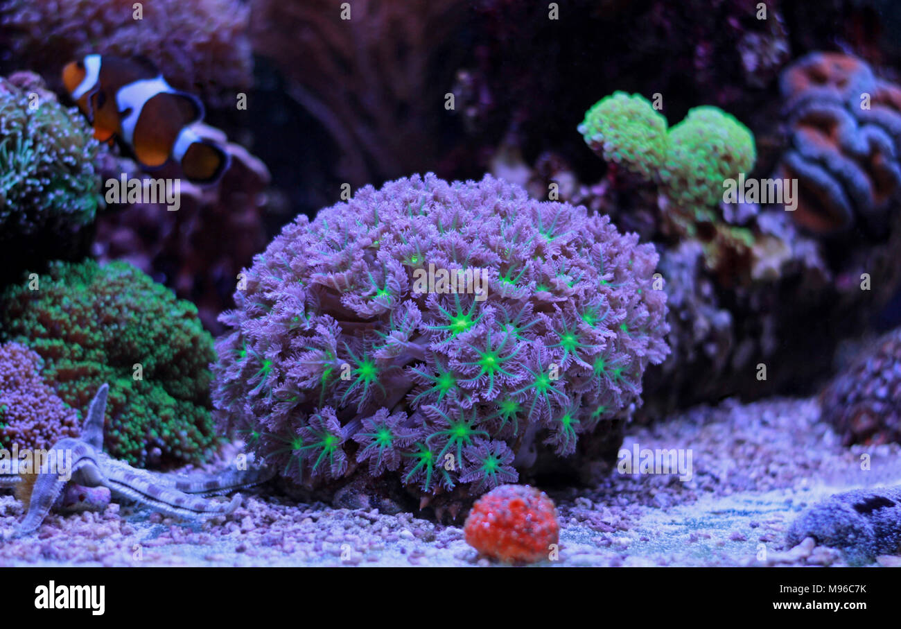 Glove polyps hi-res stock photography and images - Alamy