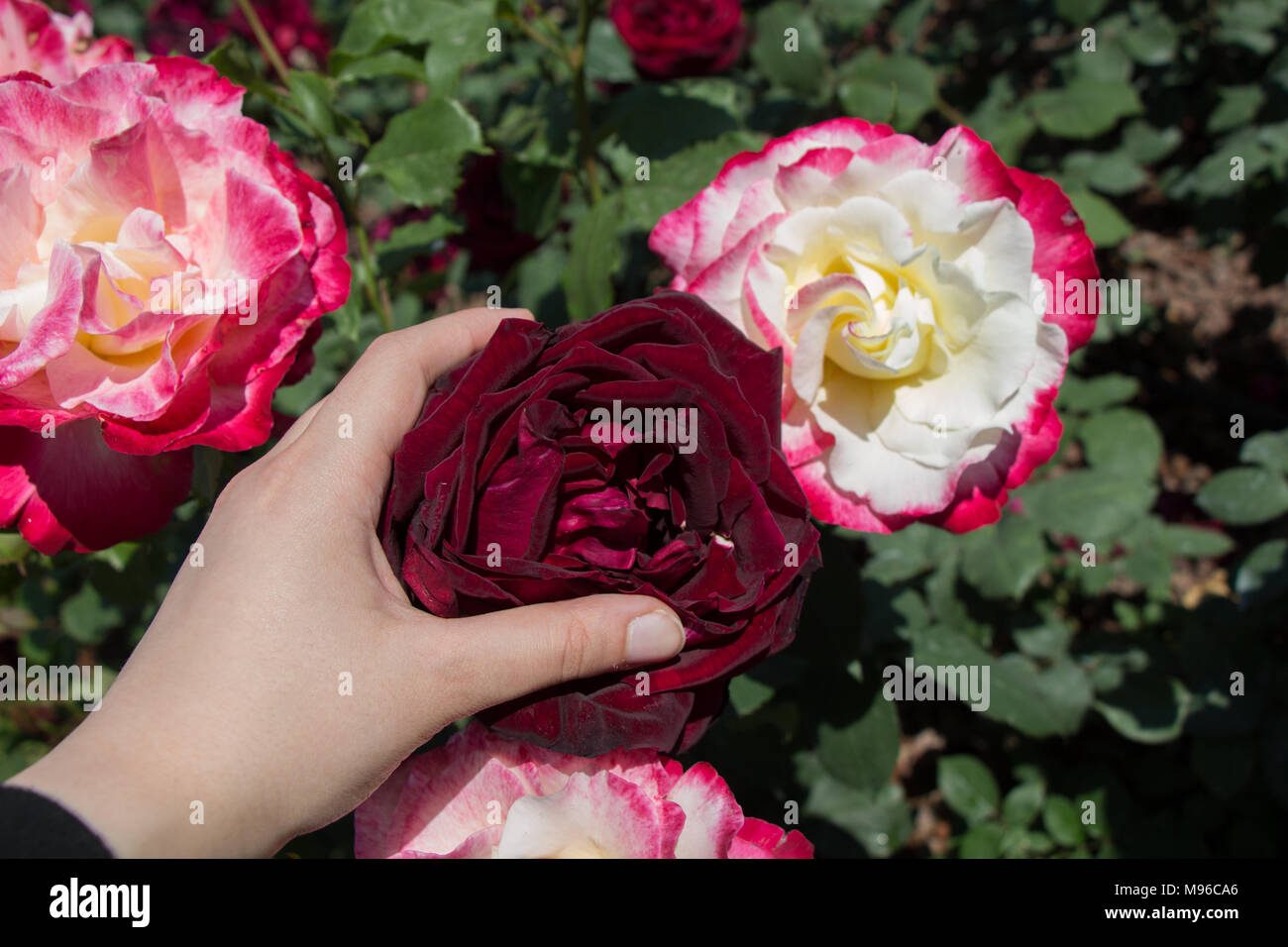 Hand holding a colorful Rose Flower Stock Photo - Alamy