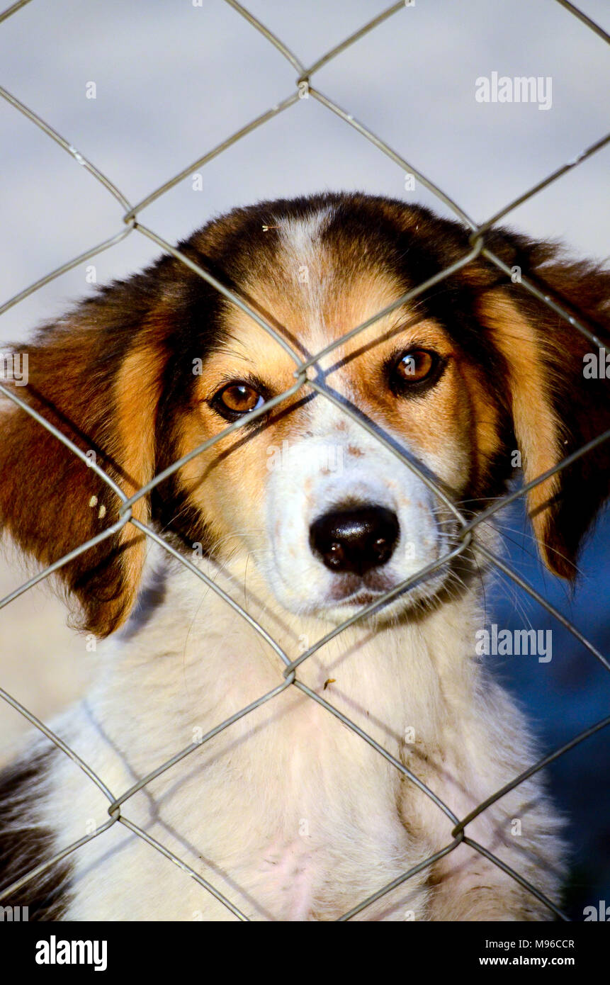picture of a Cute stray dog. Sad puppy Stock Photo - Alamy