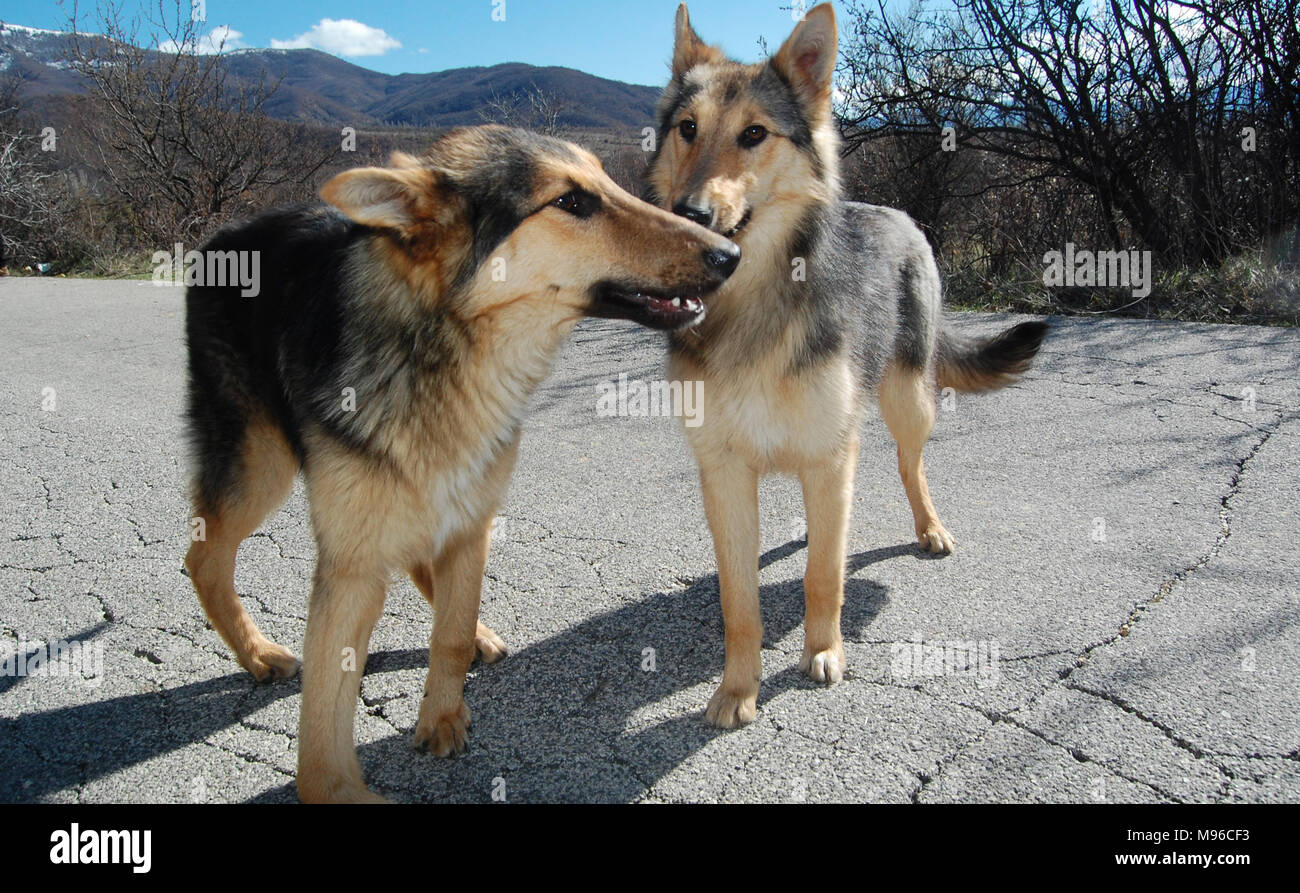 Image of a Two stray dogs Stock Photo - Alamy