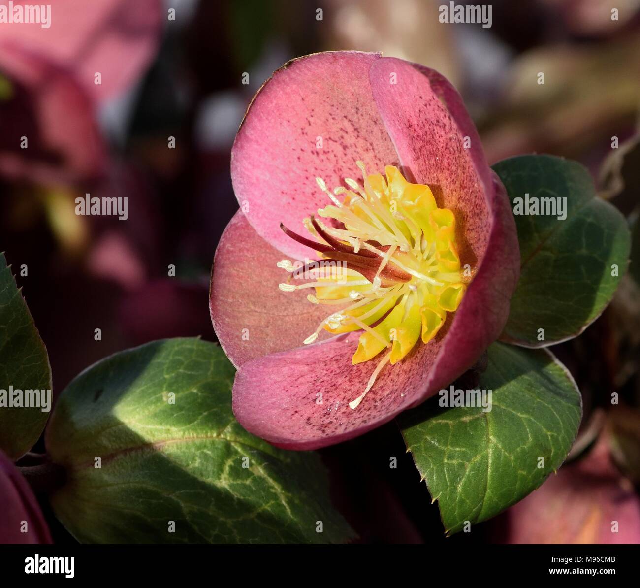 Pippas hi-res stock photography and images - Alamy