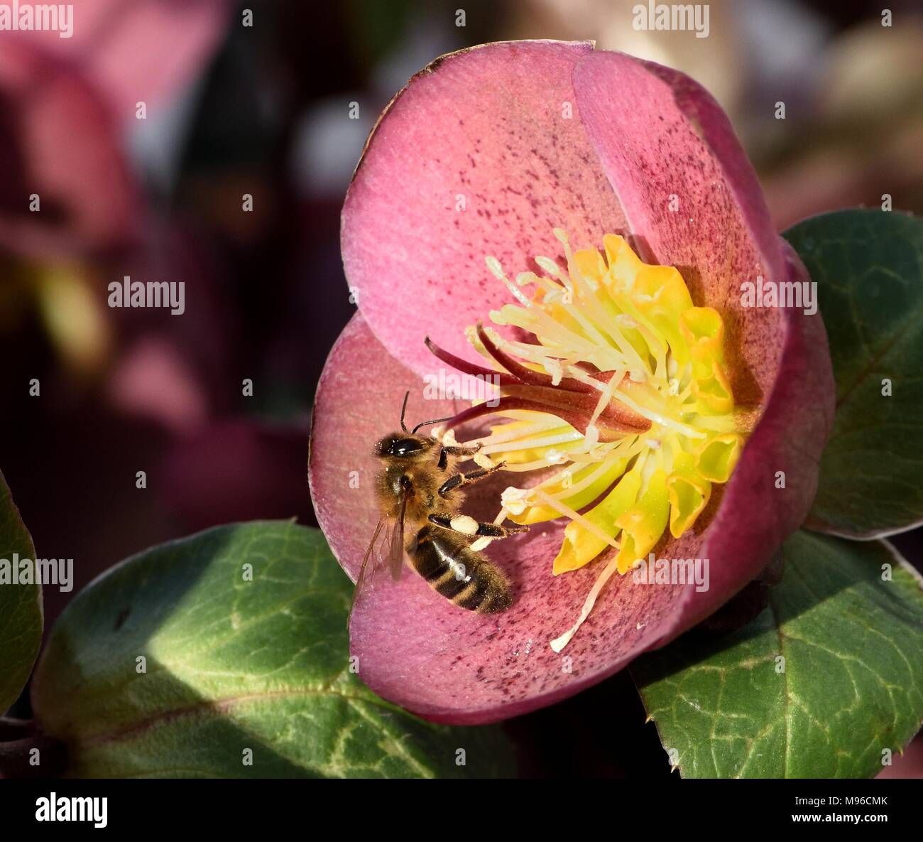Closeup of Helleborus Pippa's Purple with bee Stock Photo - Alamy