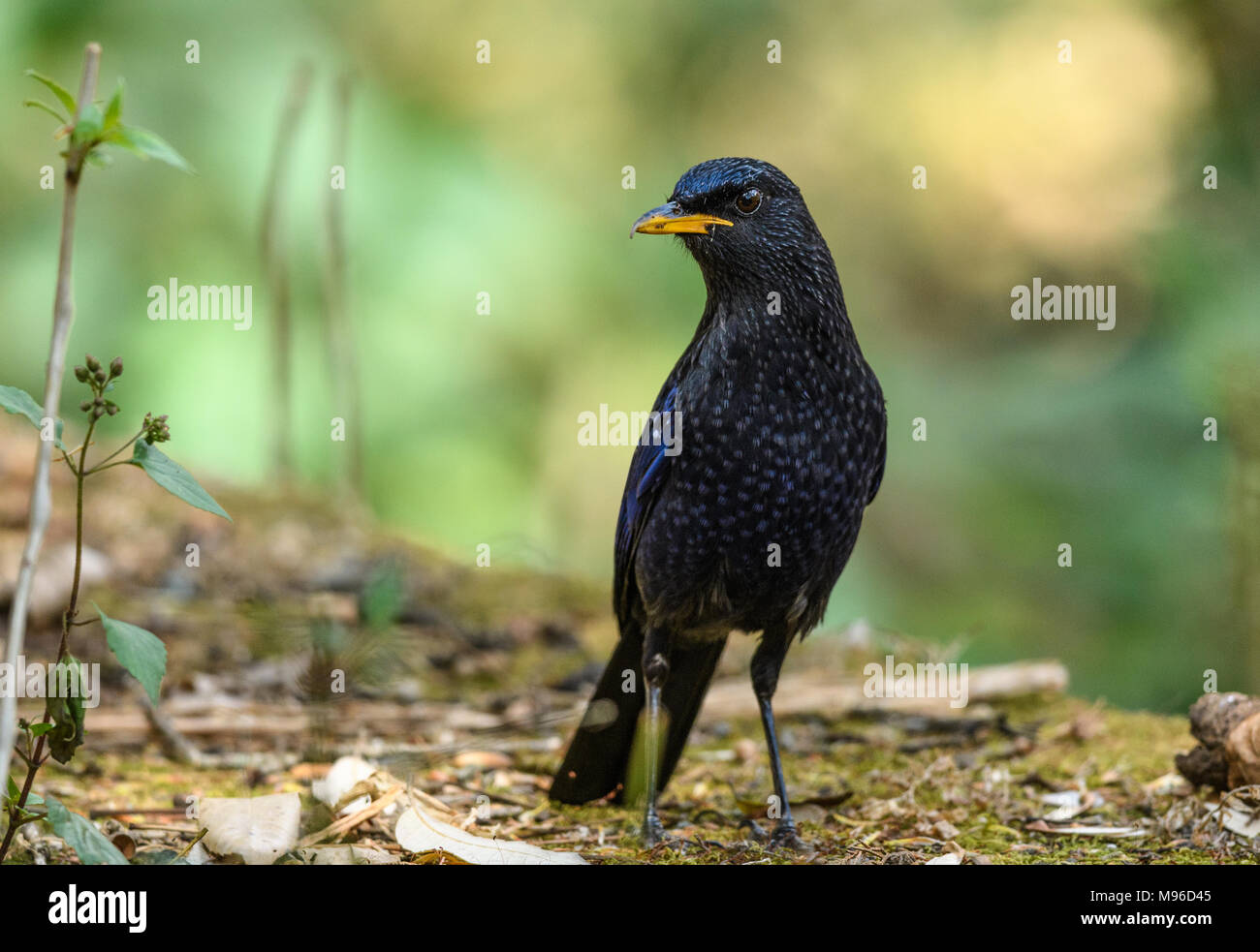 Contrast blue hi-res stock photography and images - Alamy