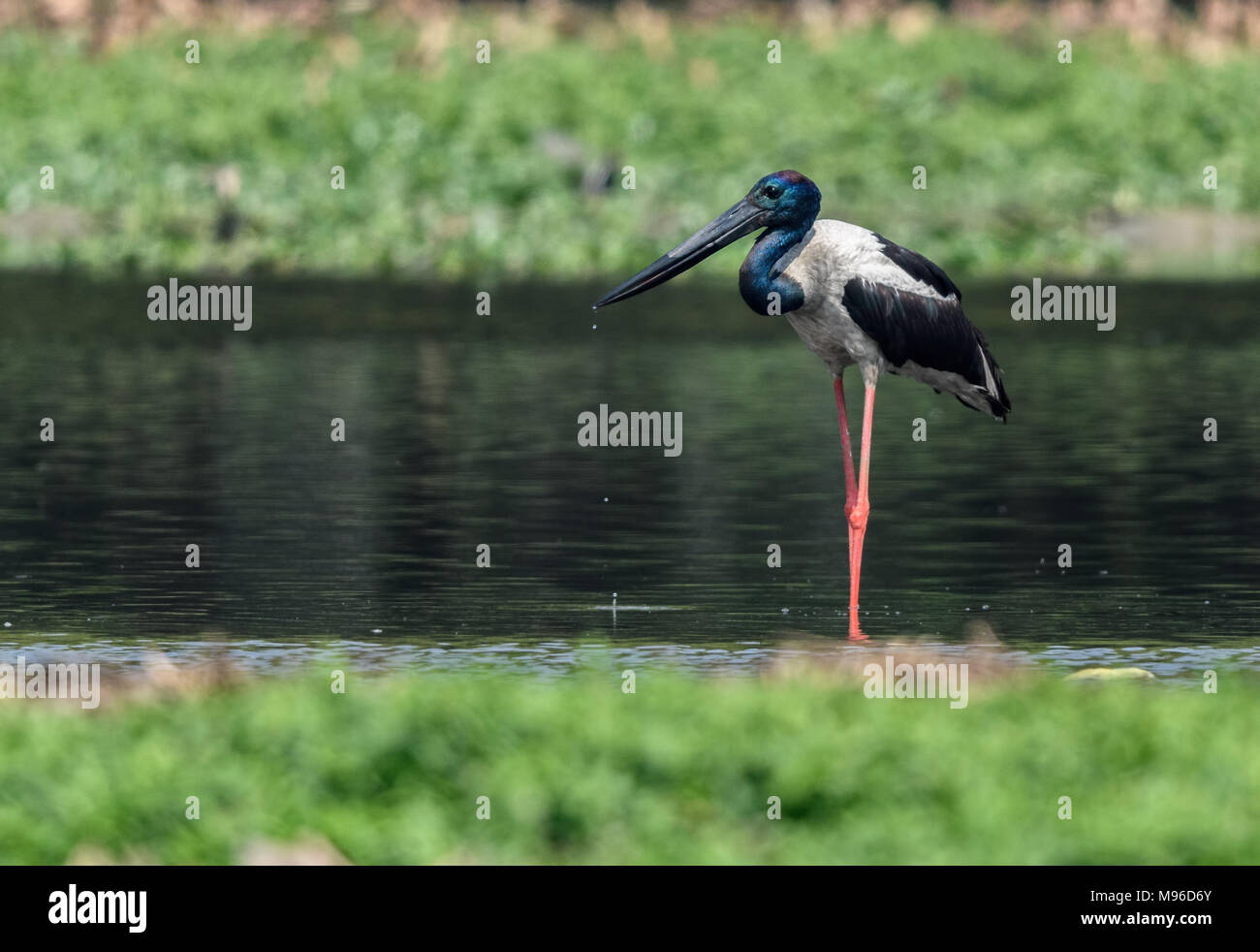 Standing black necked stork hi-res stock photography and images - Alamy