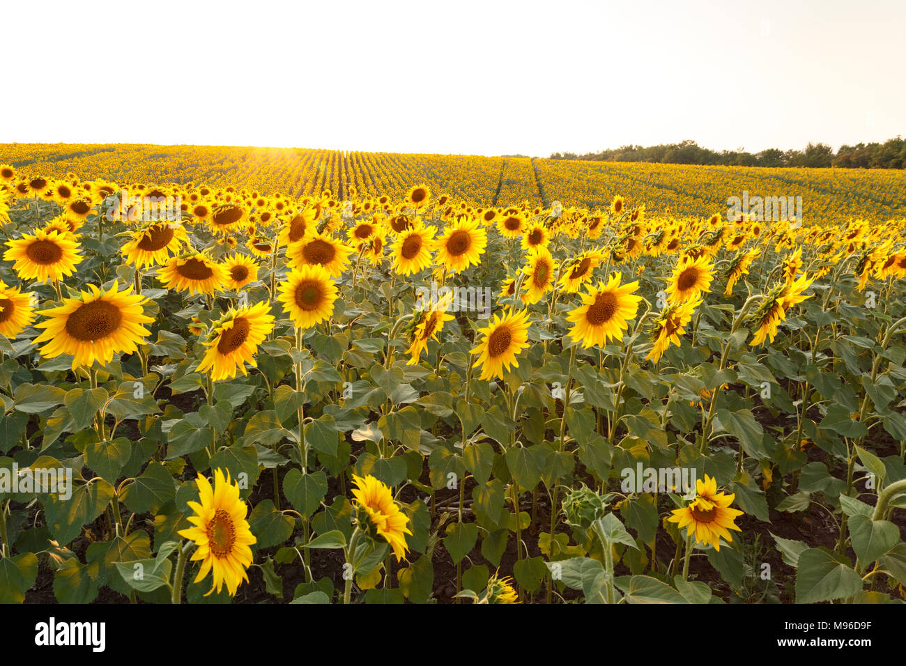 Sunflower field at sunset, summertime, wide angle Stock Photo - Alamy