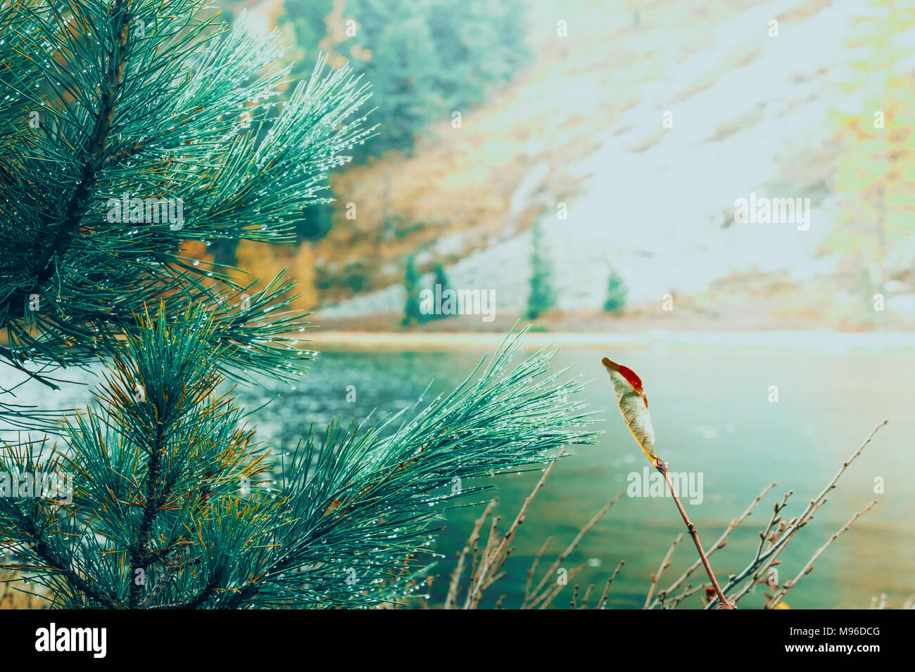 Green branches of conifer on the background of a mountain lake. Water ...