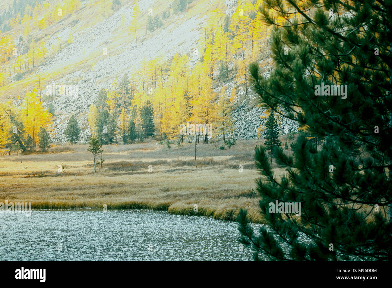 Green branches of conifer on the background of a mountain lake. Water ...