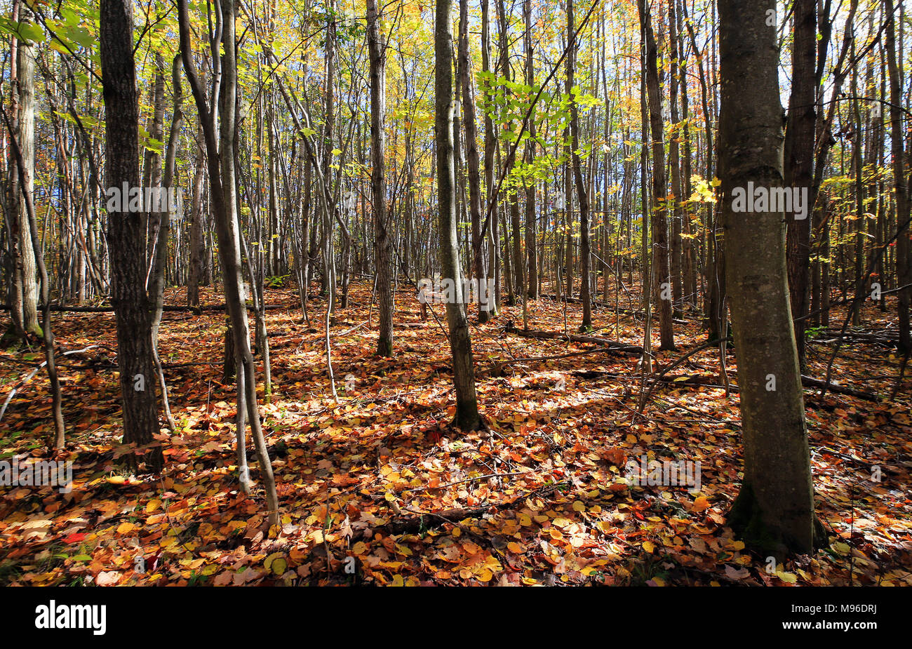 Autumn in Roscommon State Forest Michigan Stock Photo - Alamy