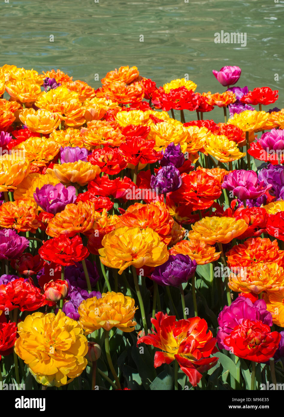 Tulip Flowers Blooming in Spring Season Stock Photo - Alamy