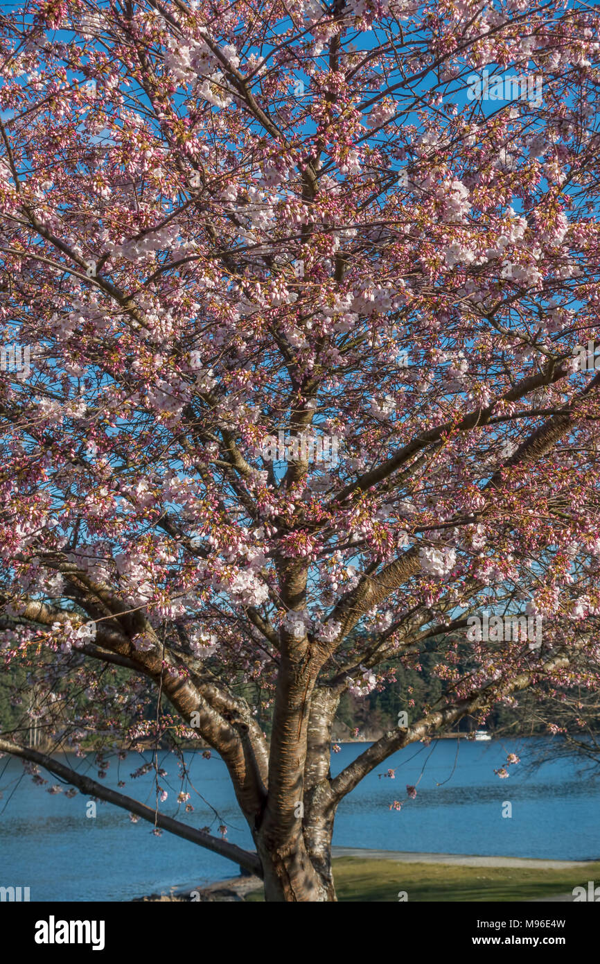A view of a blooming Cherry tree on the shore of Lake Washington Stock ...
