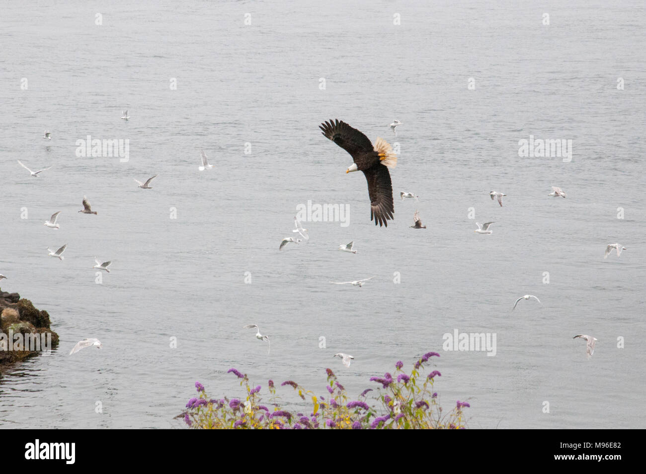 Bald eagle swooping hi-res stock photography and images - Alamy