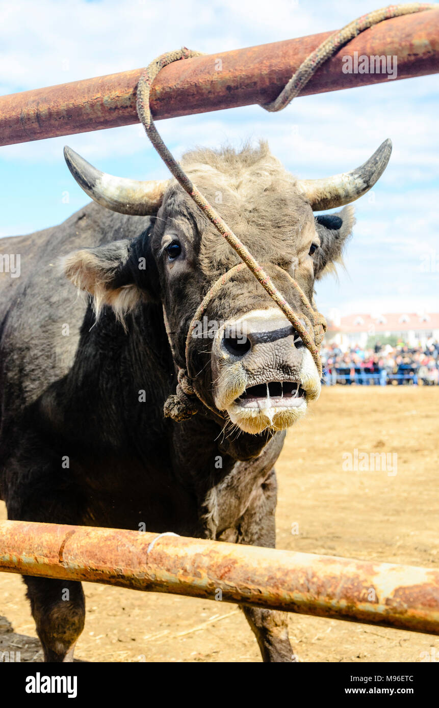 Black Bull Fight High Resolution Stock Photography and Images - Alamy
