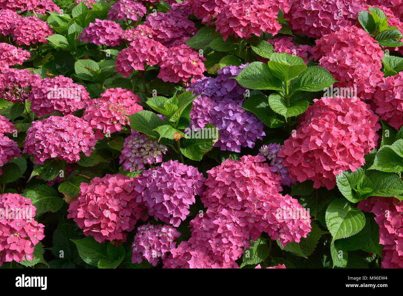 Hortensia flower High Resolution Stock Photography and Images - Alamy