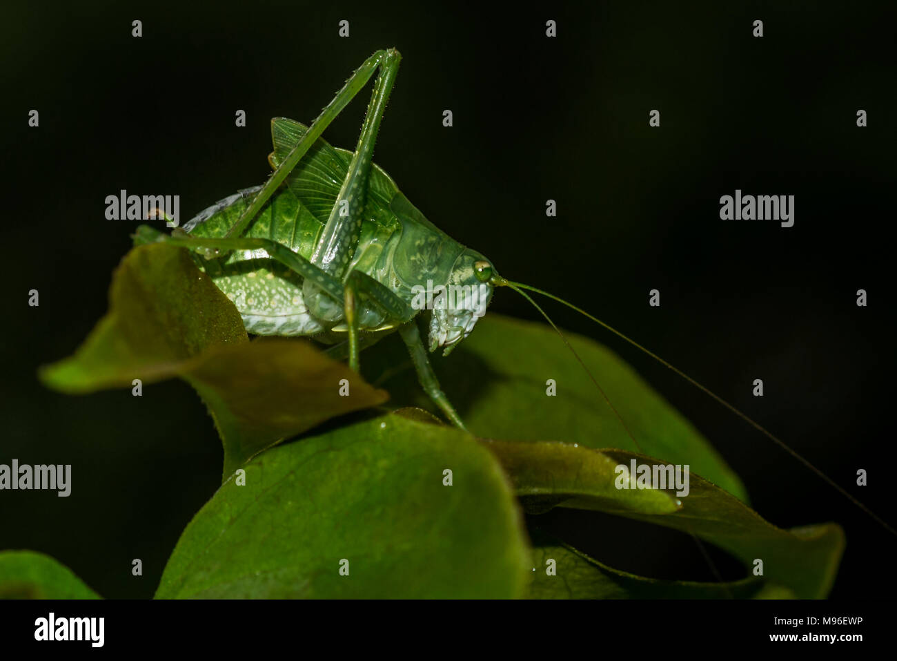 green locust with long antennae walking on a leaf on dark background ...