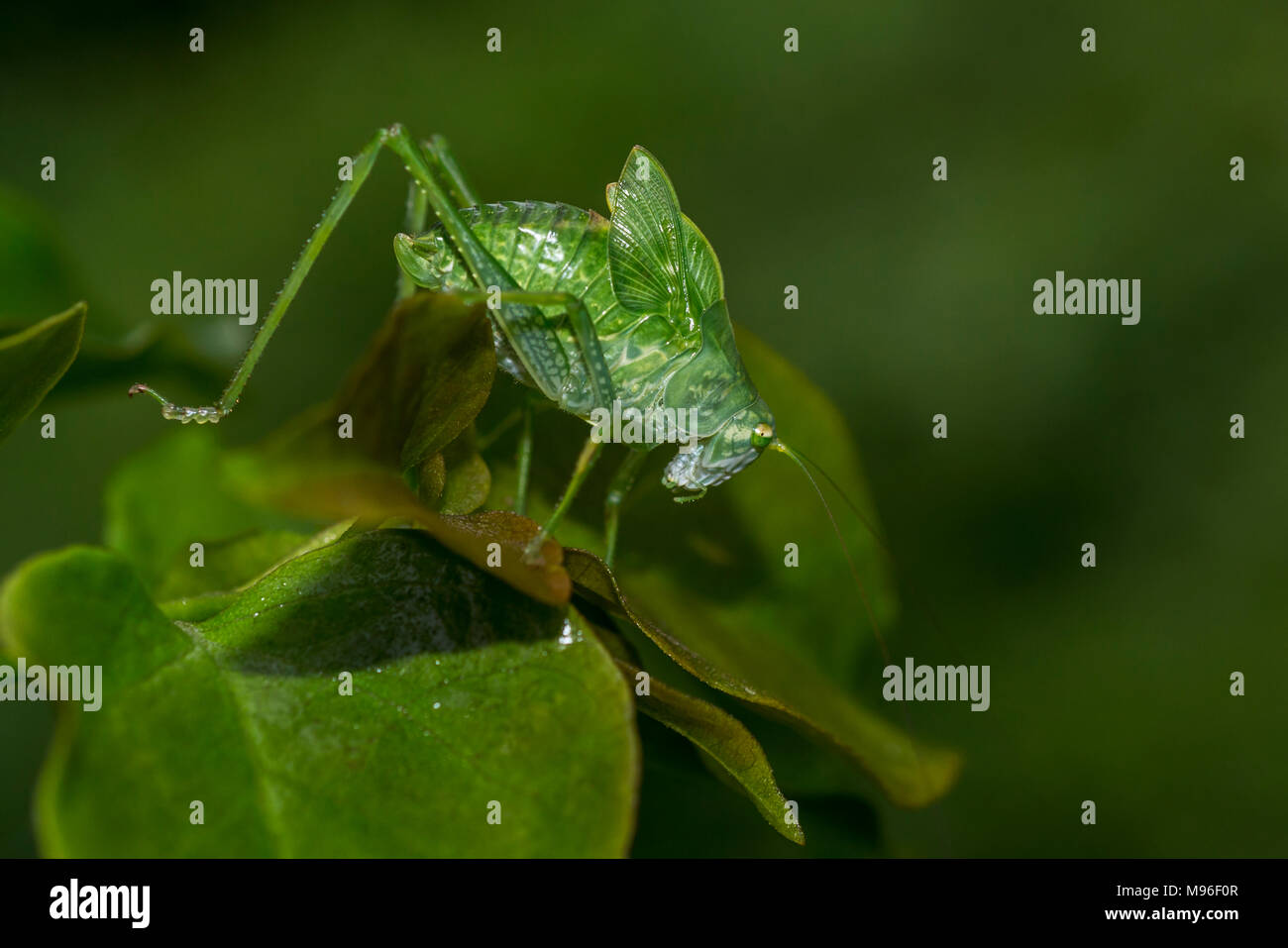 green locust with long antennae walking on a leaf on dark background ...