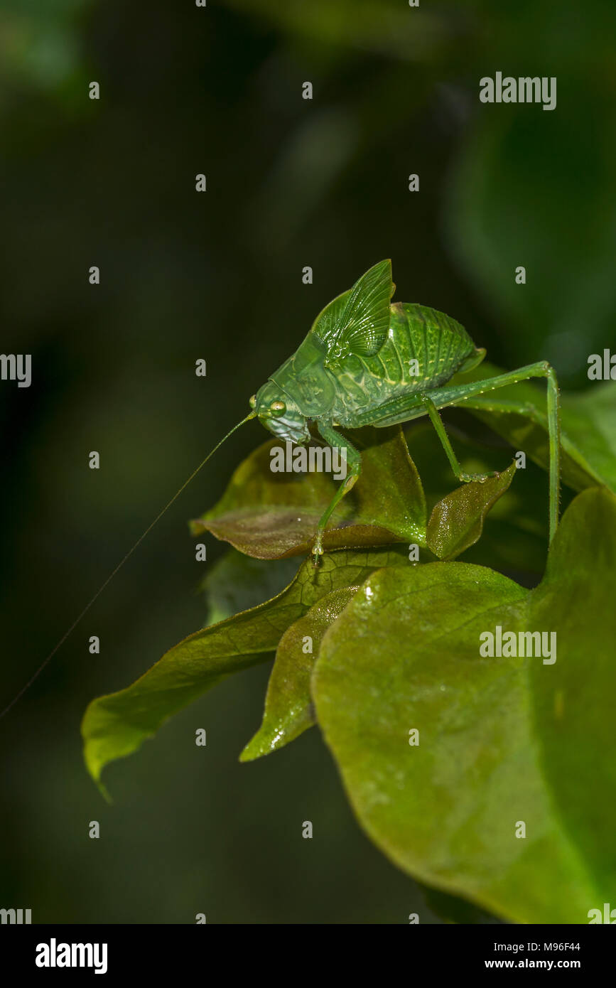 green locust with long antennae walking on a leaf on dark background ...