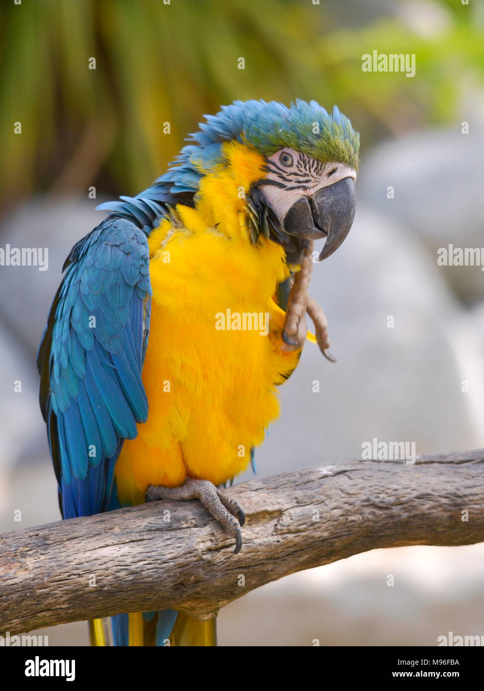 Macaw claw hi-res stock photography and images - Alamy