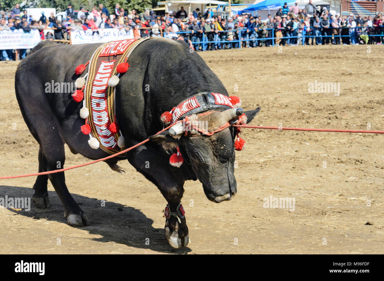 Masculinity courage hi-res stock photography and images - Alamy
