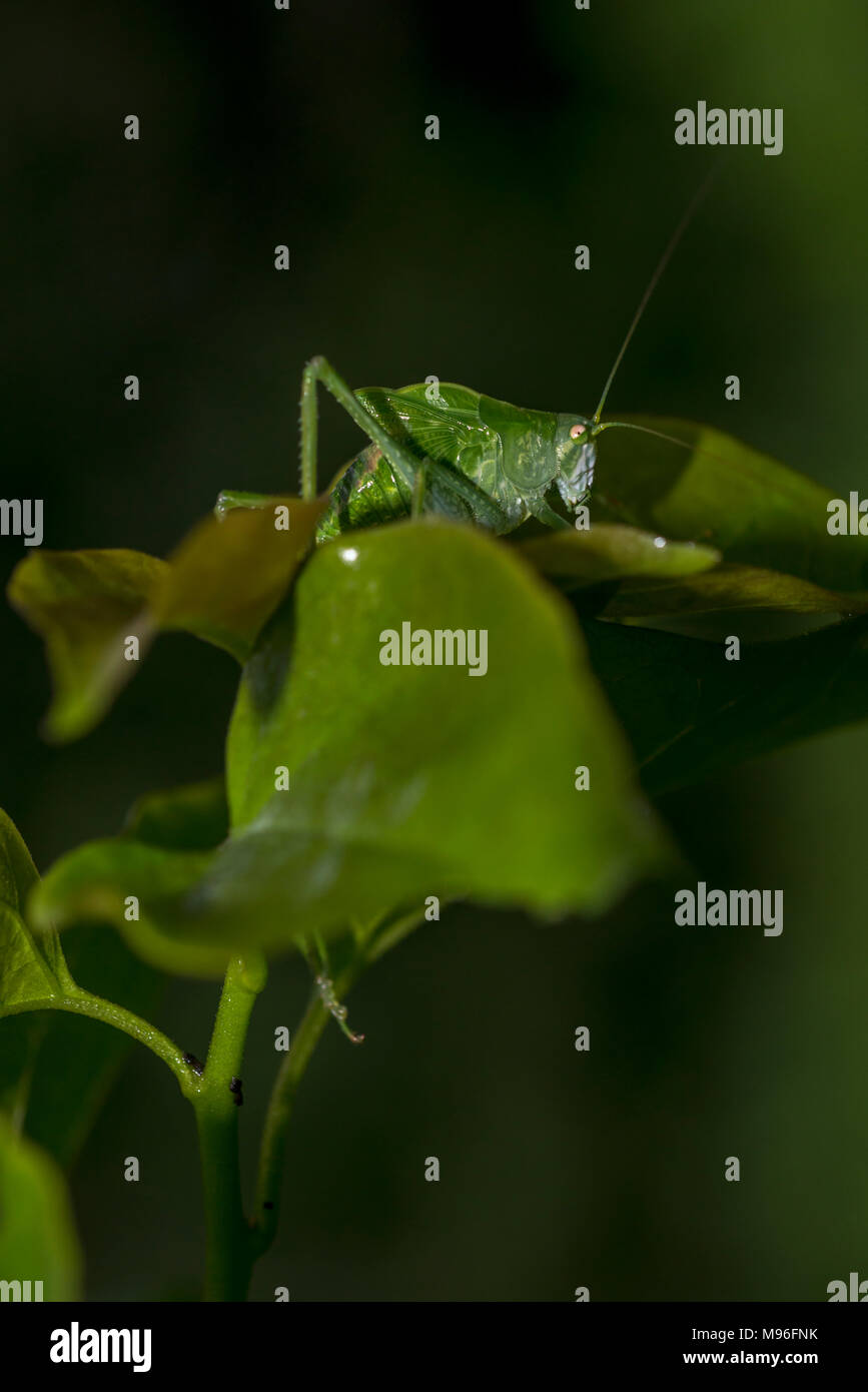 green locust with long antennae walking on a leaf on dark background ...