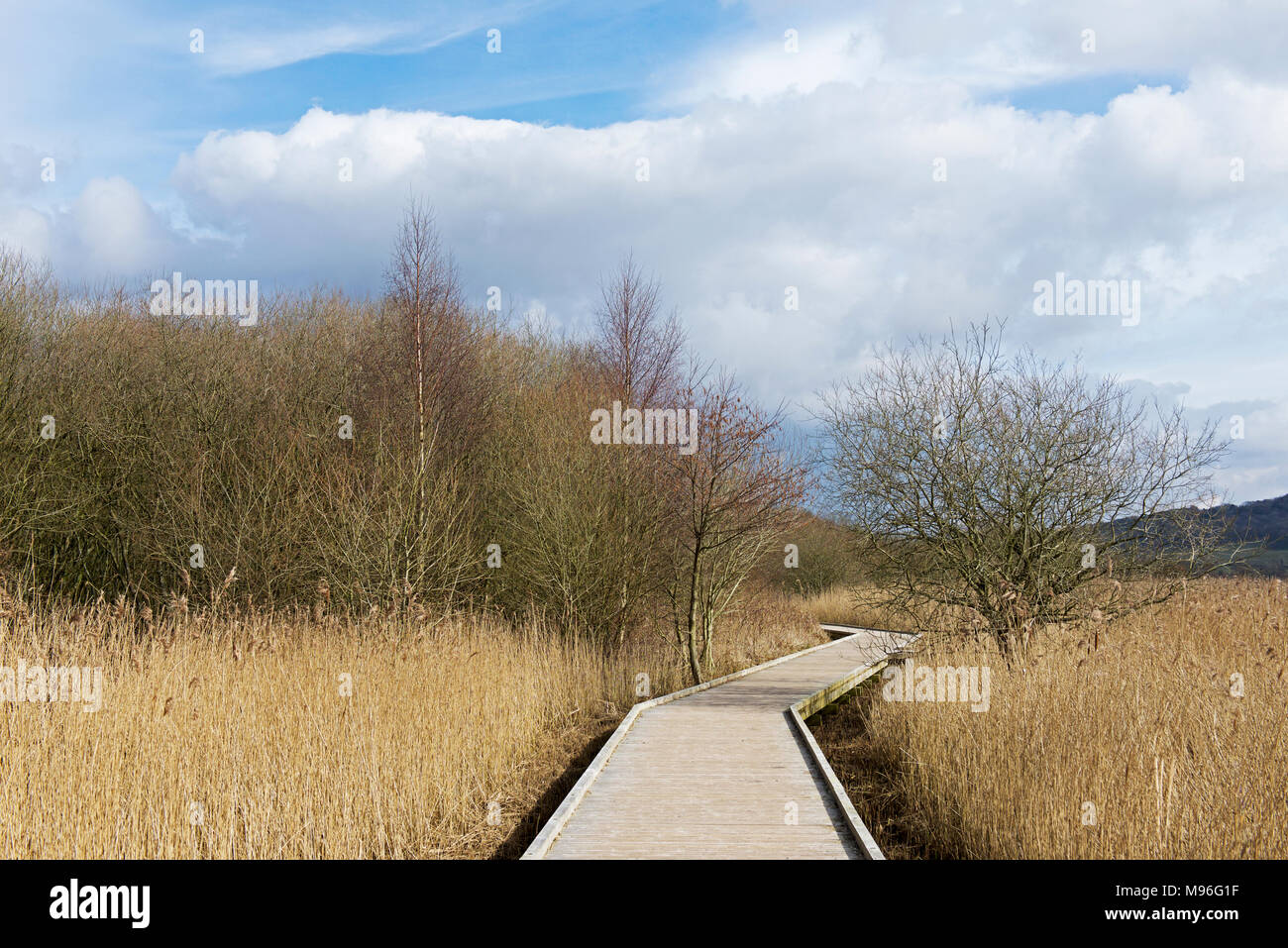 Leighton Moss, RSPB nature reserve, near Carnforth, Lancashire, England ...