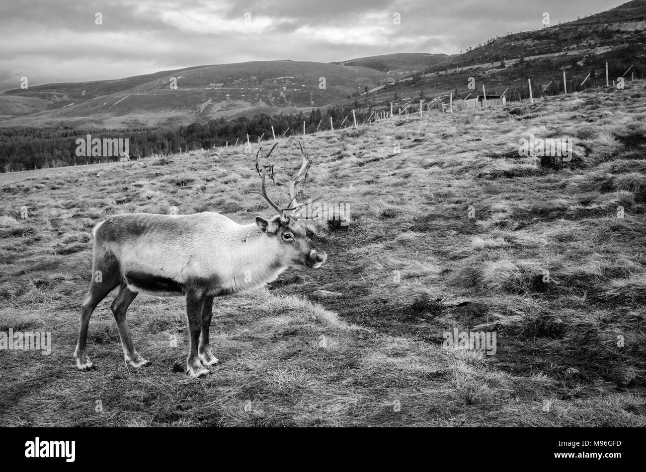 Reindeer roaming the Scottish Highlands in Cairngorm National Park ...