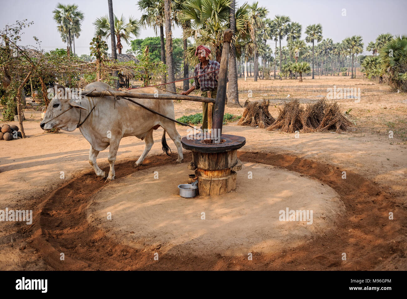 Ox grinding peanuts into peanut oil the traditional way in Nyaung-U ...