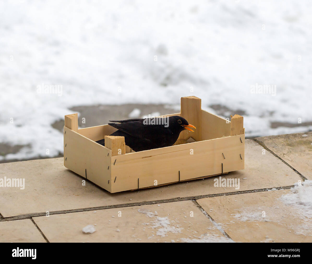 Turdus merula cabrerae bird Eurasian Blackbird eating food, poured into ...