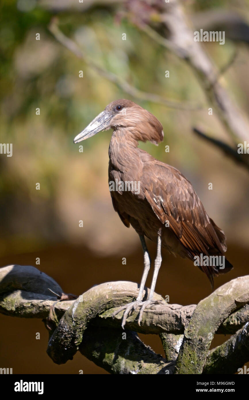 Hammerhead bird hi-res stock photography and images - Alamy