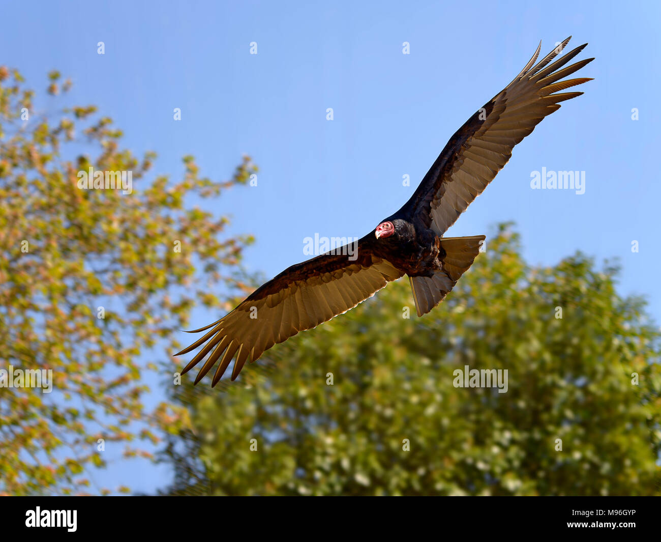 Turkey vulture (Cathartes aura) in flight seen from below Stock Photo ...