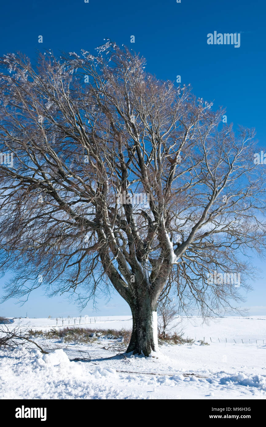 beautiful ancient oak tree covered with permafrost on a clear sunny ...