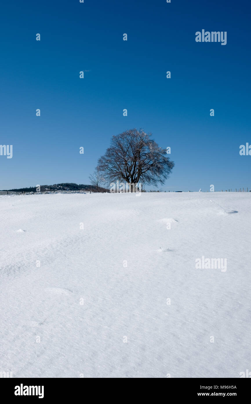 beautiful ancient oak tree covered with permafrost on a clear sunny ...