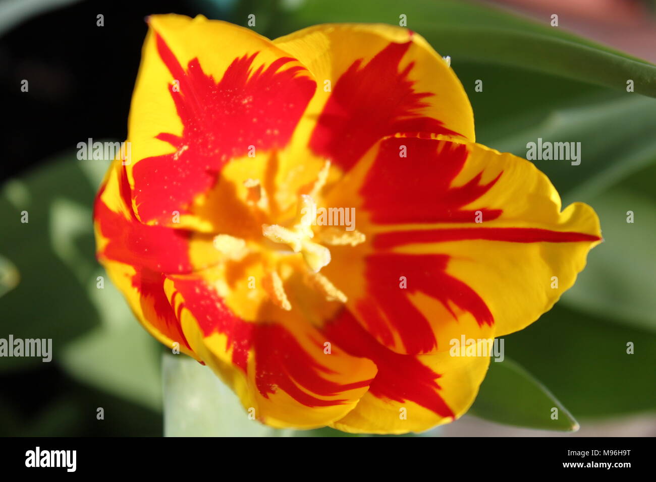 Close up of centre of red and yellow variegated tulip with yellow ...