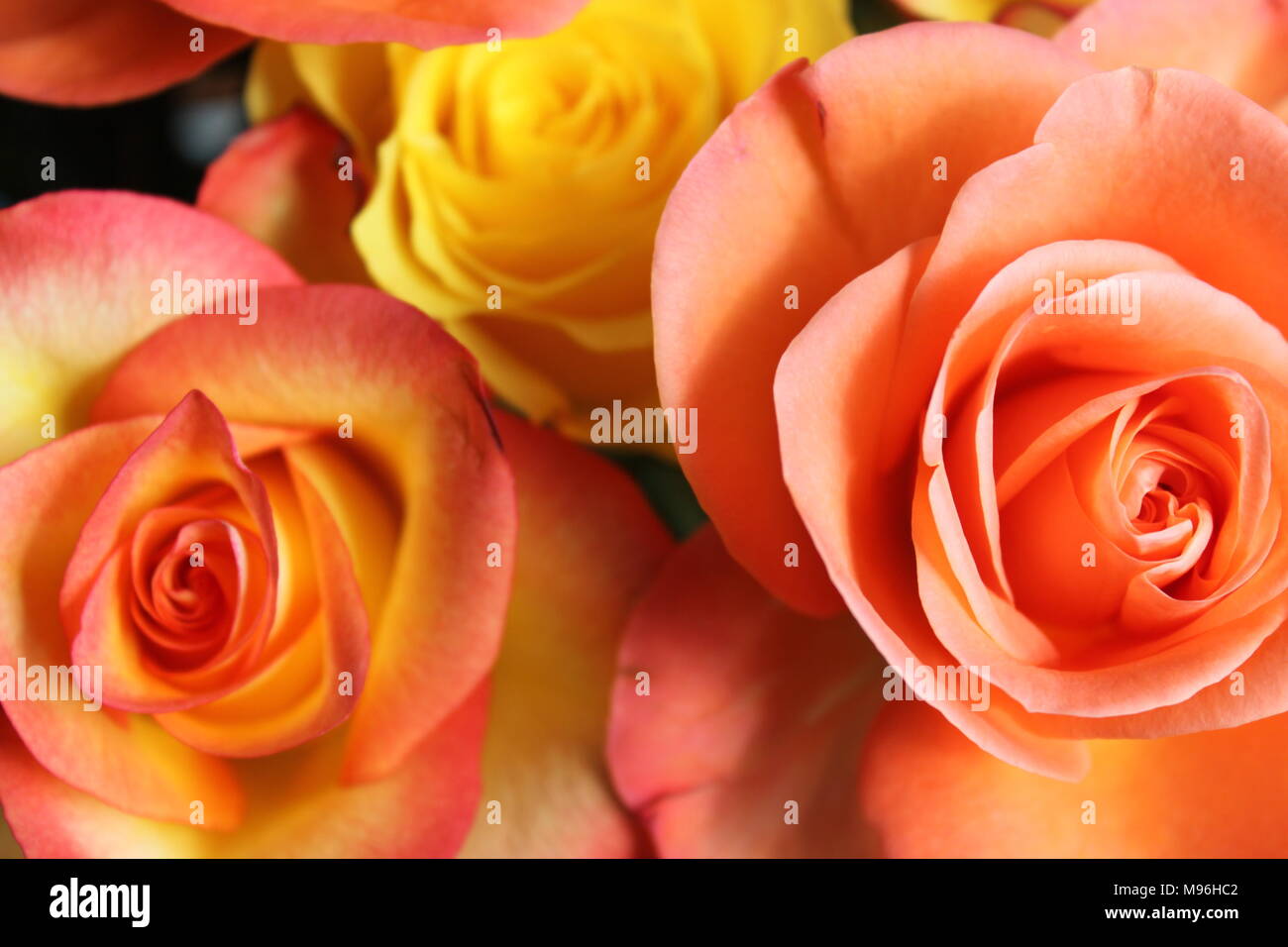 Pale apricot roses hi-res stock photography and images - Alamy