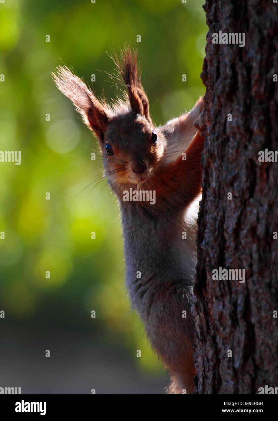 Trunk animal hi-res stock photography and images - Alamy