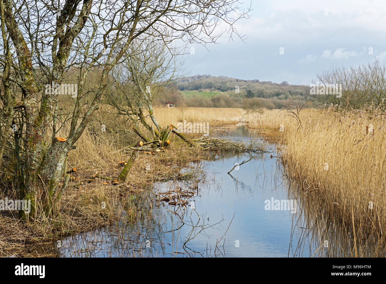 Leighton Moss, RSPB nature reserve, near Carnforth, Lancashire, England ...